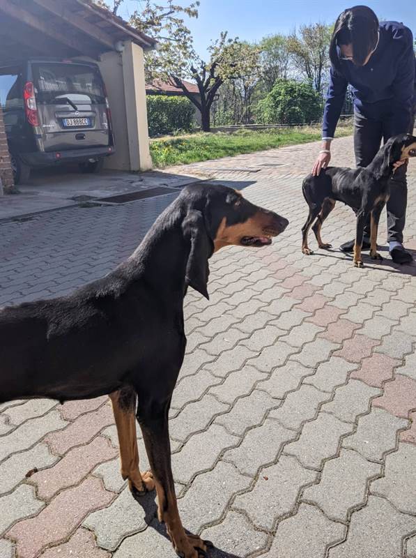 Cedesi 2 seguge italiane - Cani - in vendita a Torino