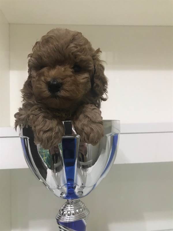 Barboncino, colore fulvo - Cani - in vendita a Rosarno