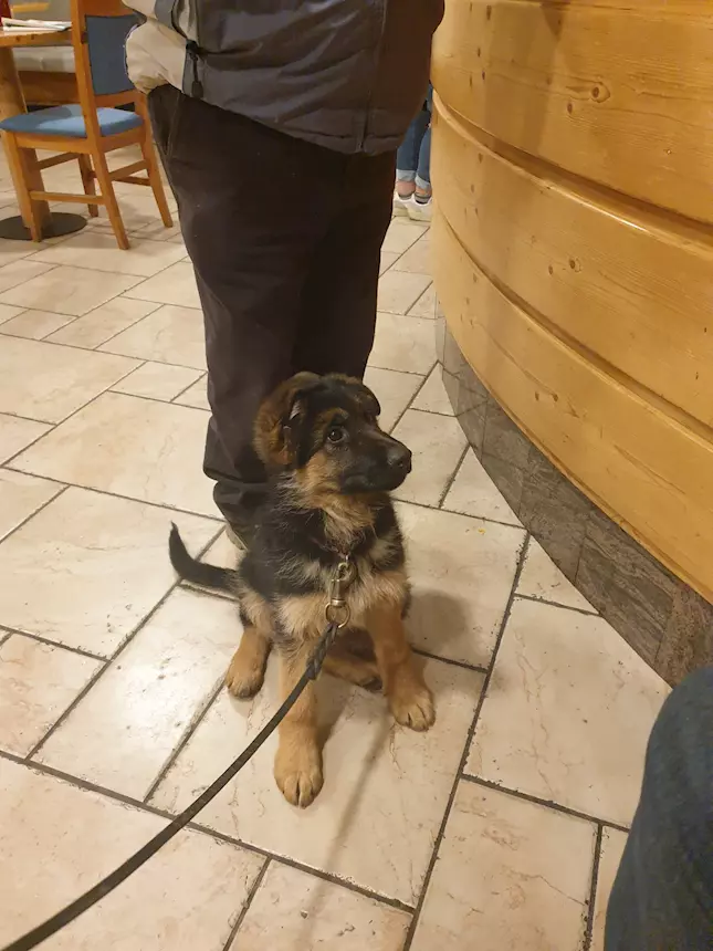 ULTIMA CUCCIOLA DI Razza PASTORE TEDESCO - Cani a Trento