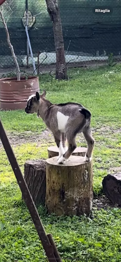 Capretto Tibetano - Animali da Cortile a Reggio nell'Emilia