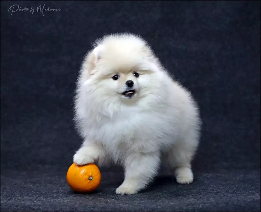 Volpini Razza Pomerania Toy - Cani a Parma, Emilia Romagna