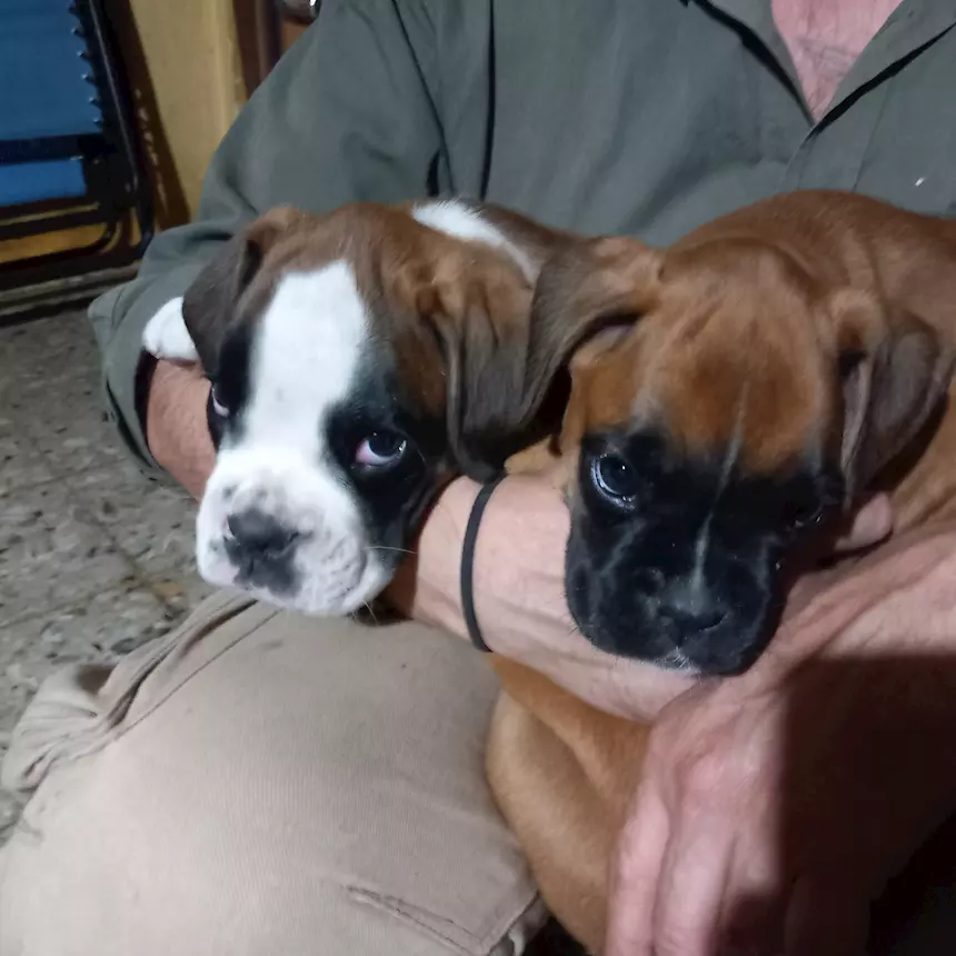Vendita cuccioli Razza Boxer, colore fulvo - Cani a Arezzo