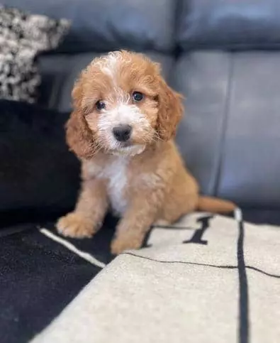 Bellissimi cuccioli di cockapoo F1 disponibili Cocker Spaniel a Pisa