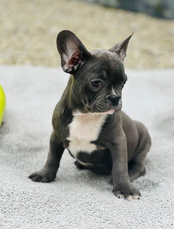 Bulldog francese, prezzo non trattabile - Cani a Modena