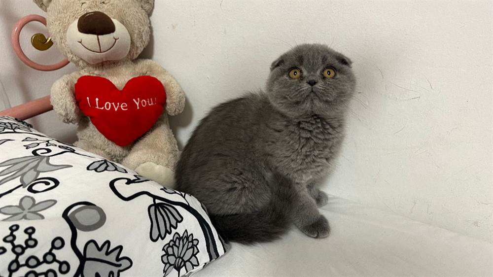 Gatto Razza scottish fold - in vendita a Trento | AAAnnunci.it