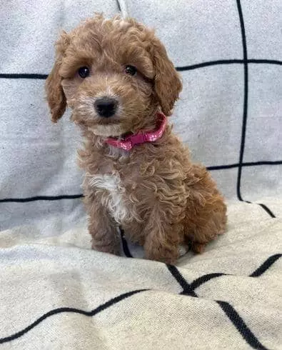 Bellissimi cuccioli di cockapoo F1 disponibili Cocker Spaniel a Pisa
