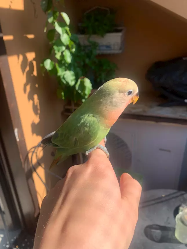 Agapornis Roseicollie (INSEPARABILI) - Pappagalli a Milano