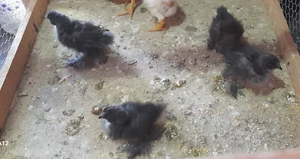 Pulcini - Animali da Cortile in vendita - AAAnnunci