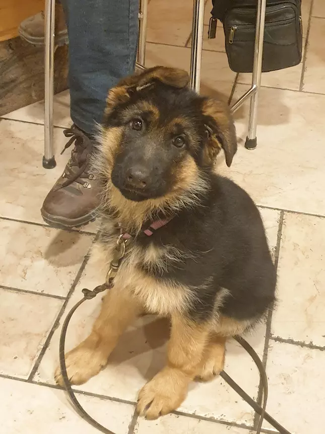 ULTIMA CUCCIOLA DI Razza PASTORE TEDESCO - Cani a Trento