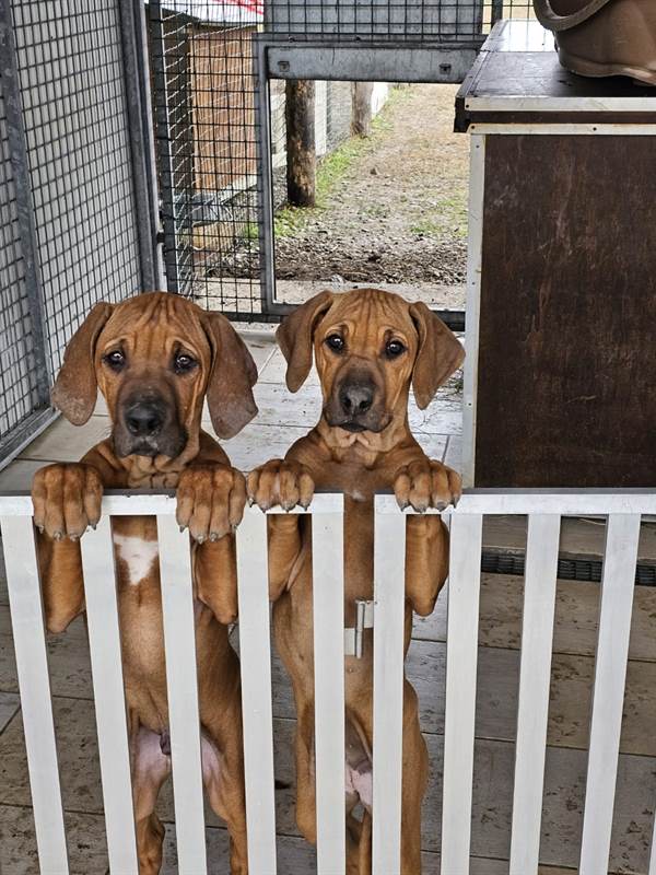 Cuccioli di Rhodesian Ridgeback - Cani a Parma | AAAnnunci.it