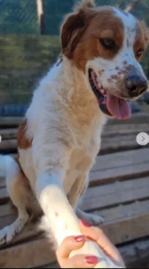 Macchia mix Breton 3 anni da randagio al canile - Rimini