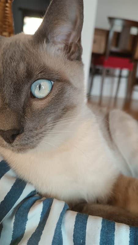 Siamese Thai blue point Kobe cerca una ragazza - Torino