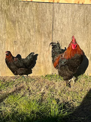 Marans - Animali da Cortile in vendita - AAAnnunci