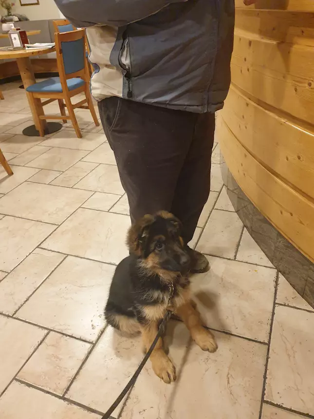 ULTIMA CUCCIOLA DI Razza PASTORE TEDESCO - Cani a Trento