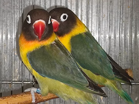 Inseparabile - Pappagalli, Volatili in vendita - AAAnnunci
