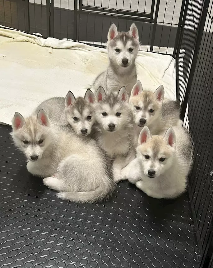 Cuccioli Siberian Razza Husky Pedigree ENCI/FCI - Roma