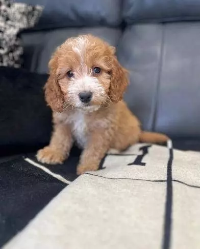 Bellissimi cuccioli di cockapoo F1 disponibili Cocker Spaniel a Pisa