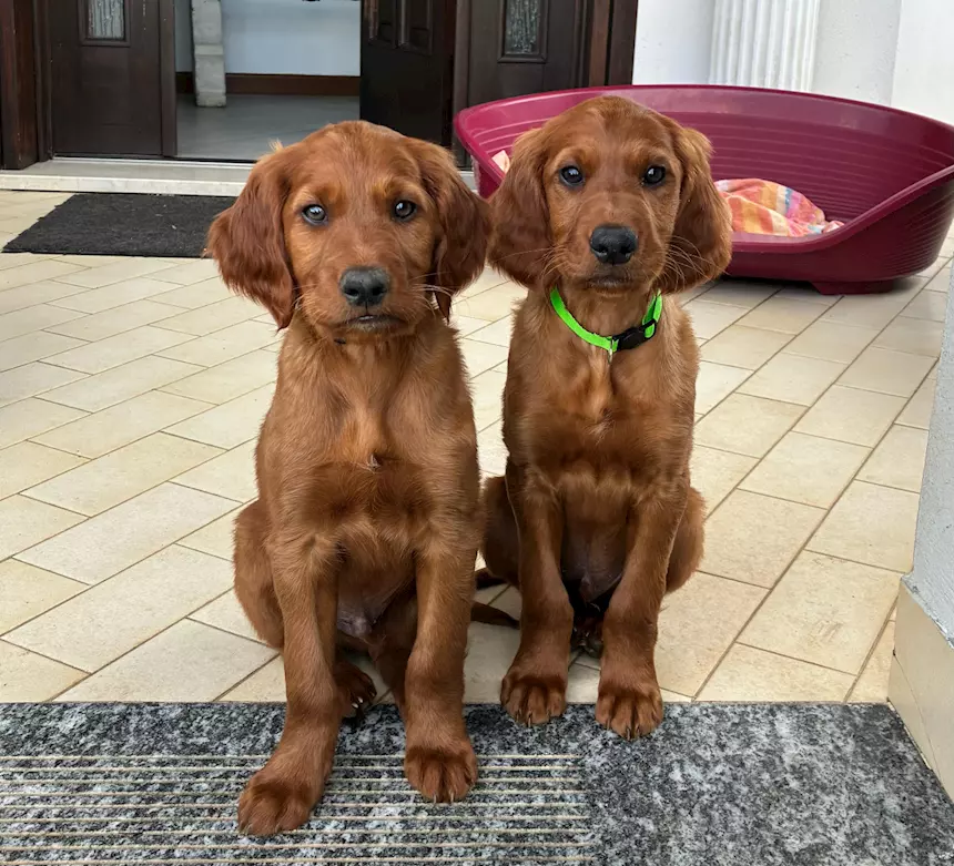 Setter Irlandese - Cani - in vendita a Brescia | AAAnnunci.it