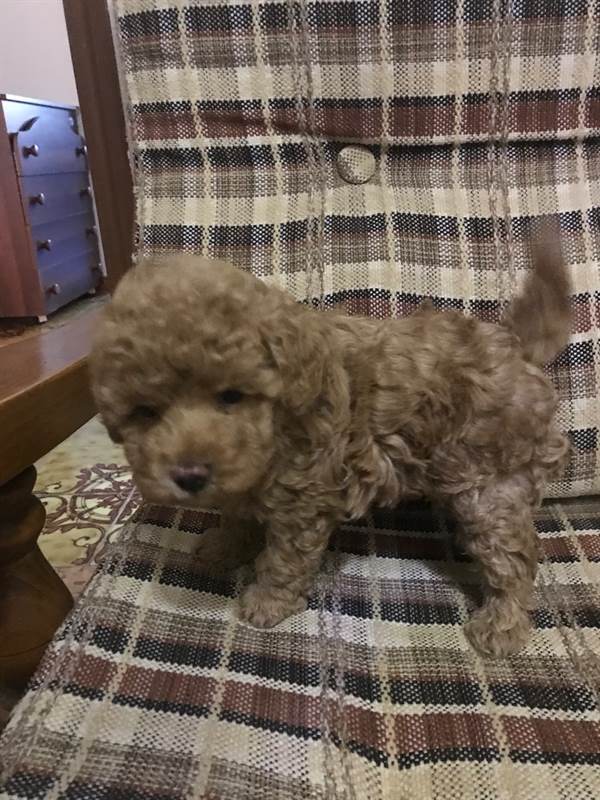 Barboncino, colore fulvo - Cani - in vendita a Rosarno