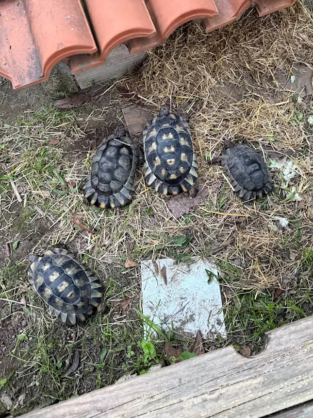 Marginate - Serpenti In vendita a Napoli - Campania