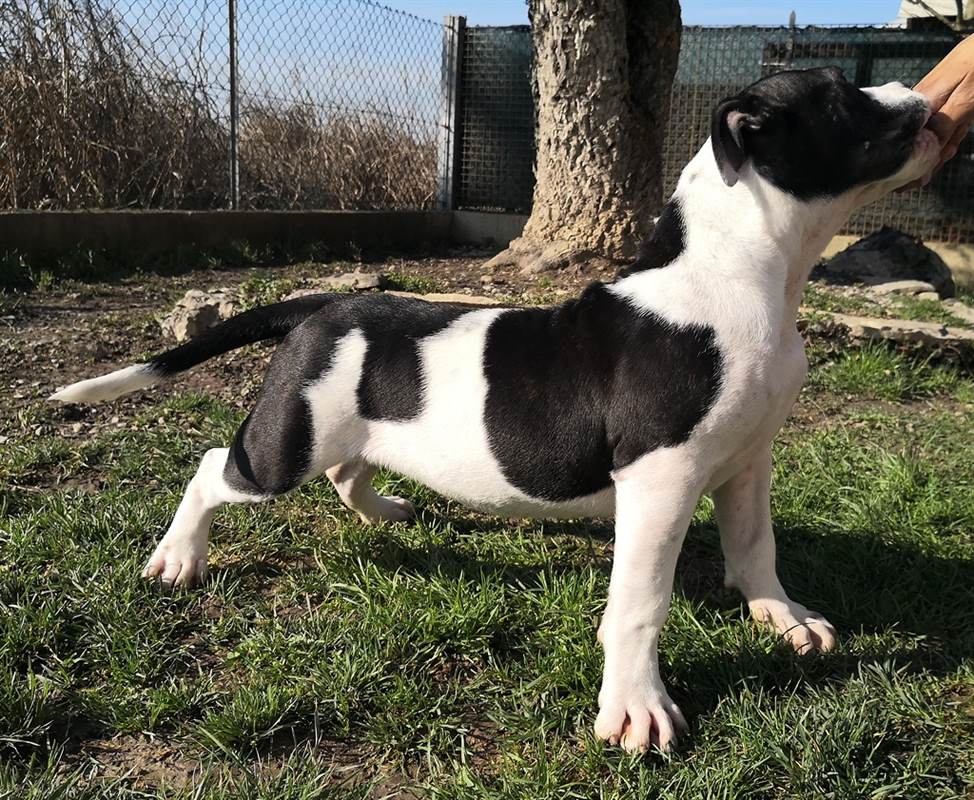 Cuccioli American Bully Exotic Razza Amstaff Staffy Bulldog - Padova