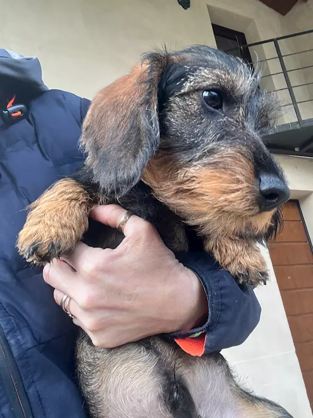 Bassotto pelo duro nano, color cinghiale - Cani a Reggio nell'Emilia