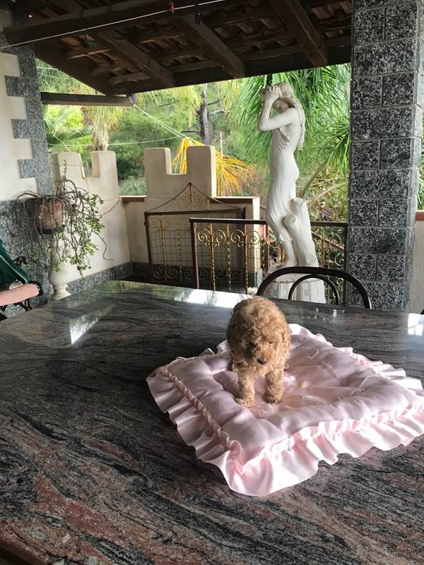 Barboncino, colore fulvo - Cani - in vendita a Rosarno