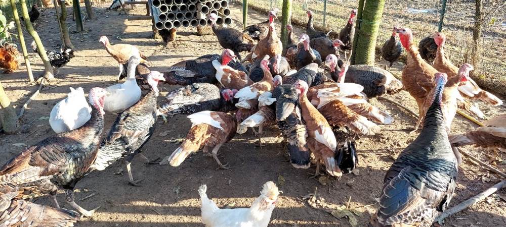 Tacchini allevati a terra nati nel - Animali da Cortile a Verona