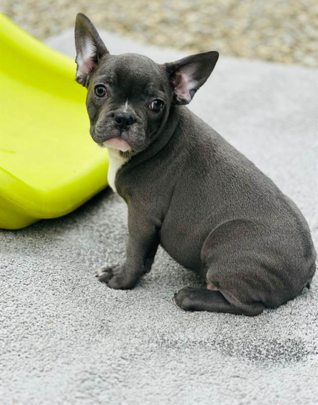 Bulldog francese, prezzo non trattabile - Cani a Modena