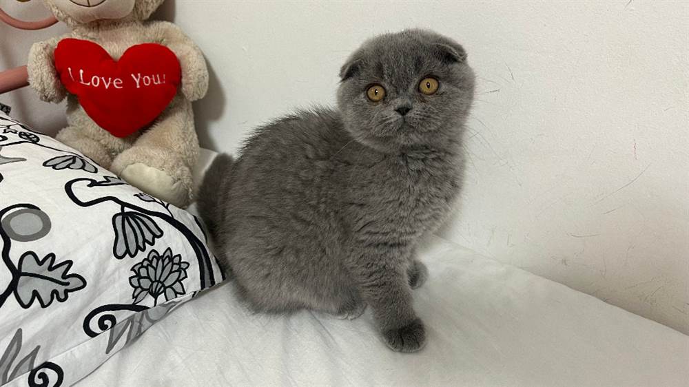 Gatto Razza scottish fold - in vendita a Trento | AAAnnunci.it