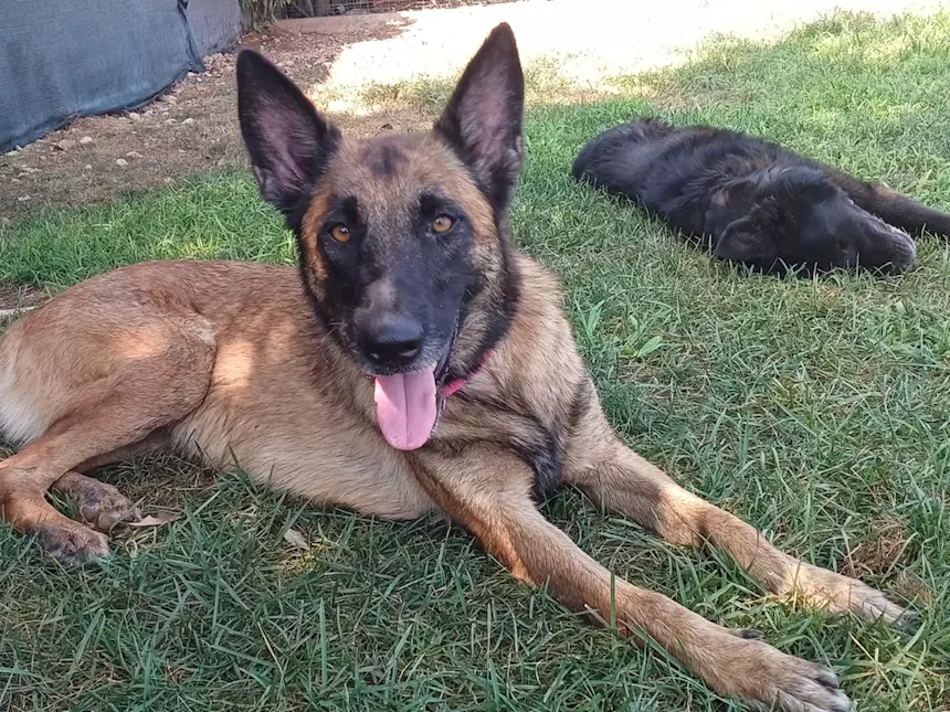 LAIKA, Pastore Belga Malinois, cerca casa - Cani - Mangimi e Articoli a ...