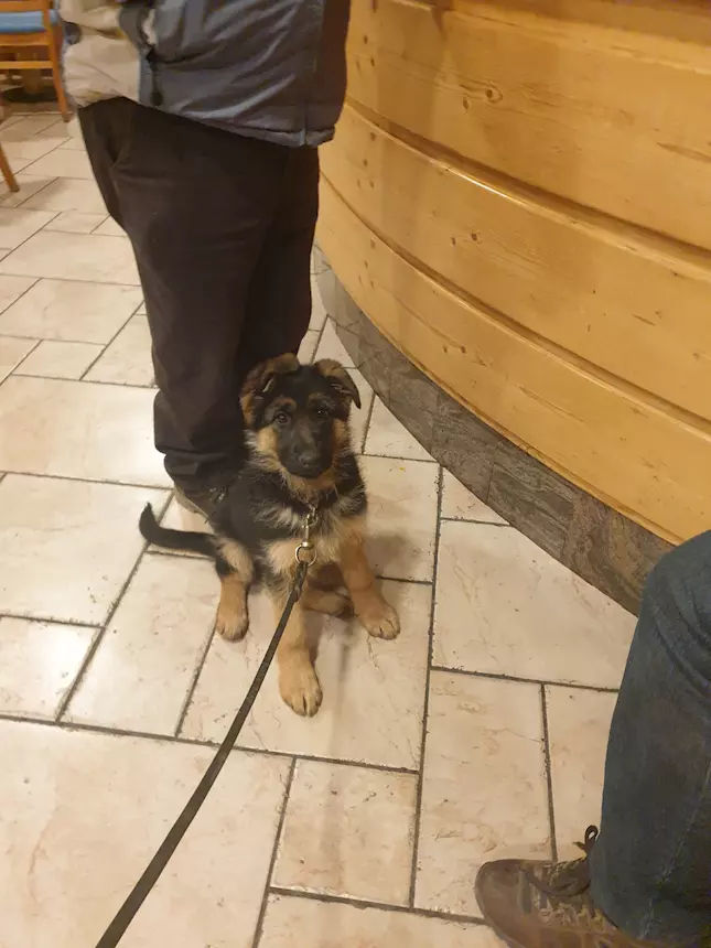 ULTIMA CUCCIOLA DI Razza PASTORE TEDESCO - Cani a Trento