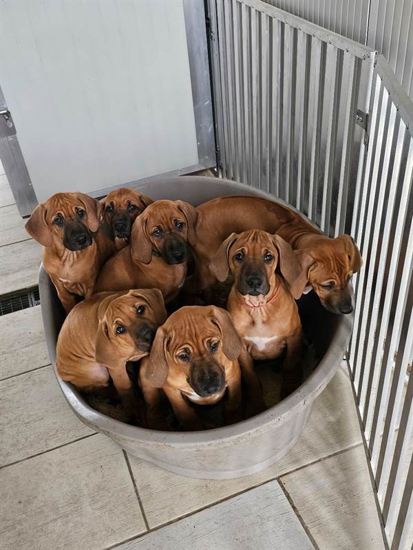 Cuccioli di Rhodesian Ridgeback - Cani a Parma | AAAnnunci.it