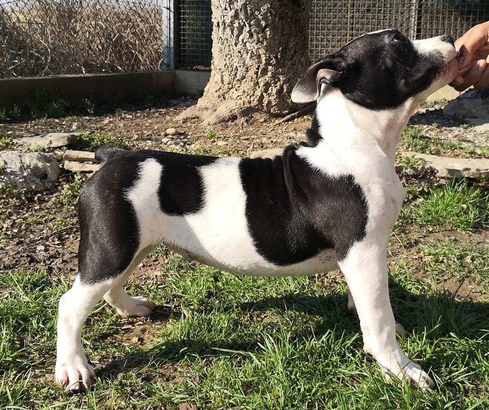 Cuccioli American Bully Exotic Razza Amstaff Staffy Bulldog - Padova