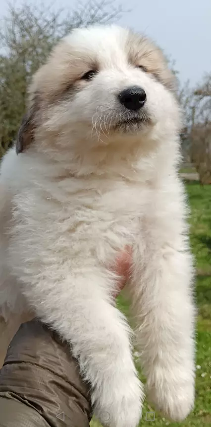 Cuccioli cane da montagna dei Pirenei - Cani a Napoli