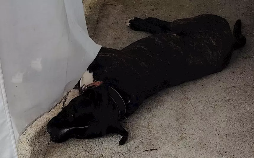 American Staffordshire Terrier (Razza Amstaff) - Udine