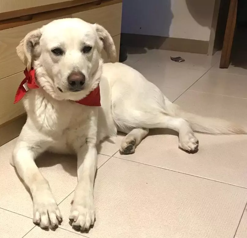 Orio nato a febbraio '22 - adozione del cuore, taglia media - Milano