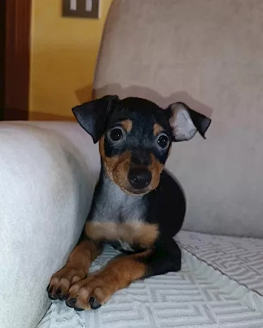 Pincher - Cani in vendita - AAAnnunci