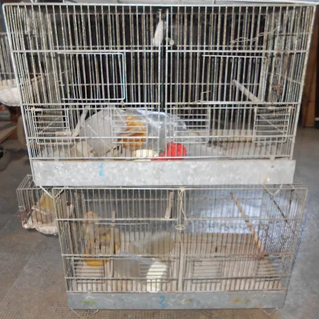 5 gabbie uccelli - Articoli per animali a Monza e della Brianza