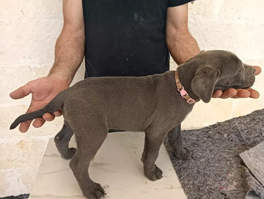 Cuccioli di Razza Cane Corso - Cani a Lecce, Puglia