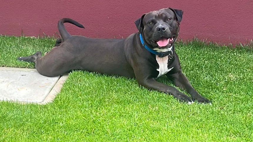 Pitbull - Purtroppo devo dare via creed . ha - Cani a Milano