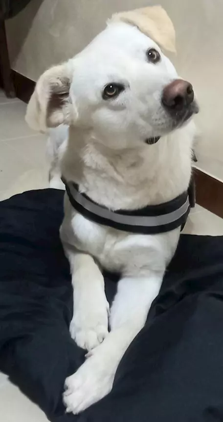 Orio nato a febbraio '22 - adozione del cuore, taglia media - Milano