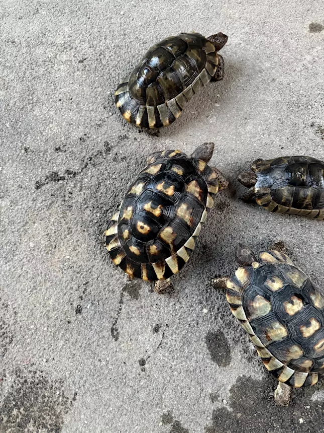 Marginate - Serpenti In vendita a Napoli - Campania