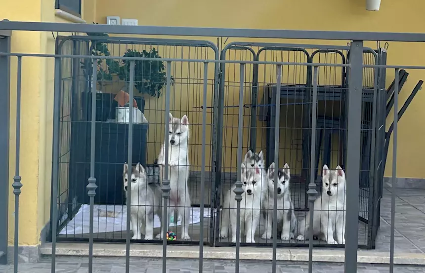 Cuccioli Siberian Razza Husky Pedigree ENCI/FCI - Roma