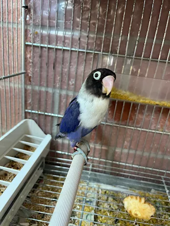 Inseparabile - Pappagalli, Volatili in vendita - AAAnnunci