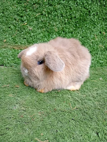 Animali da Cortile - In vendita polli, conigli e galline