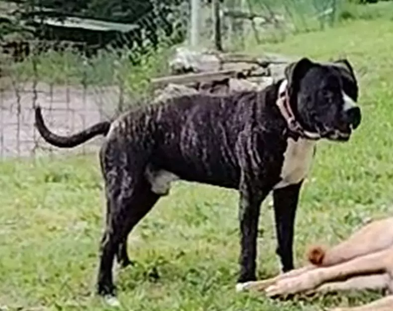 American Staffordshire Terrier (Razza Amstaff) - Udine