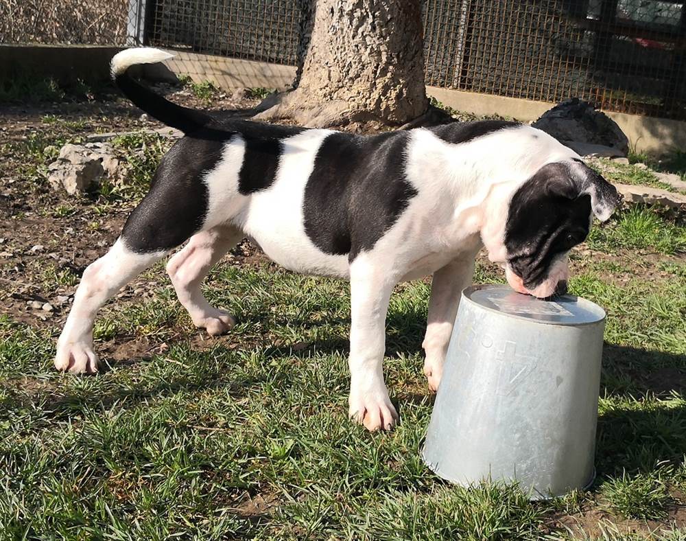 Cuccioli American Bully Exotic Razza Amstaff Staffy Bulldog - Padova