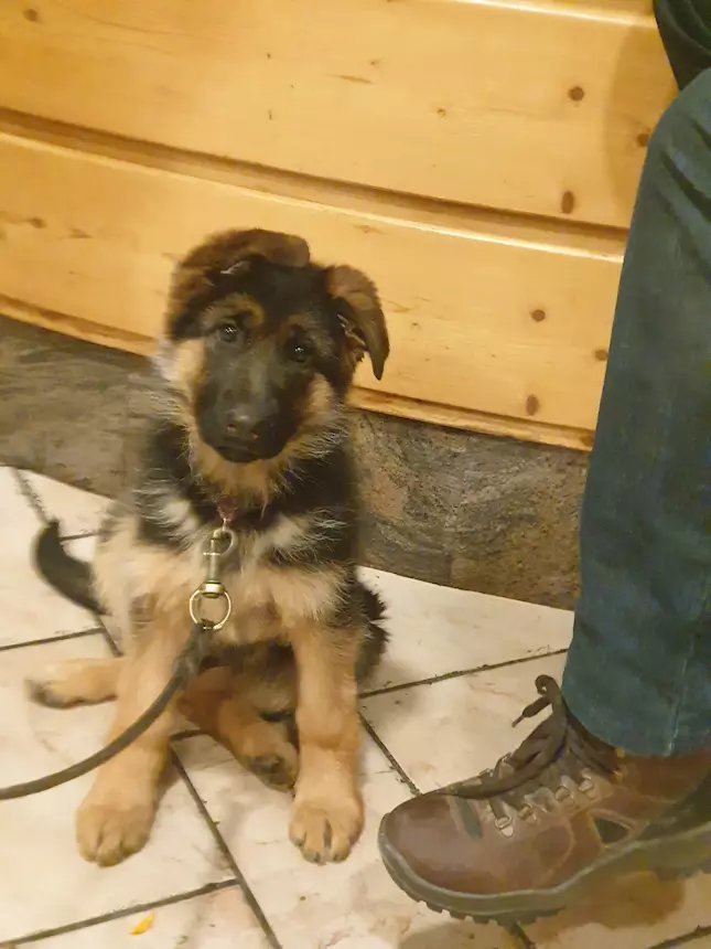 ULTIMA CUCCIOLA DI Razza PASTORE TEDESCO - Cani a Trento