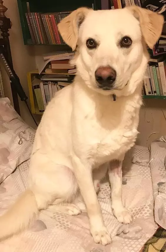 Orio nato a febbraio '22 - adozione del cuore, taglia media - Milano